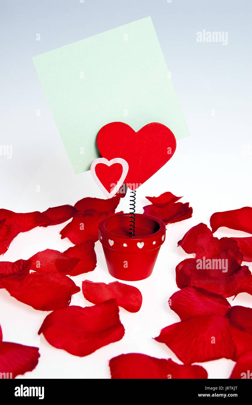 flower, rose, plant, romantic, romance, love, in love, fell in love ...