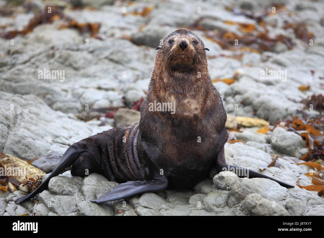 animal, mammal, wild, new zealand, wildlife, seal, sea lion, aquatic ...