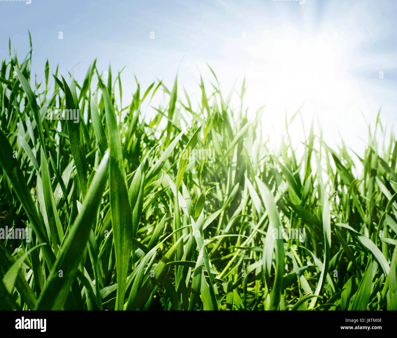 shine, shines, bright, lucent, light, serene, luminous, sunbeams, eco ...