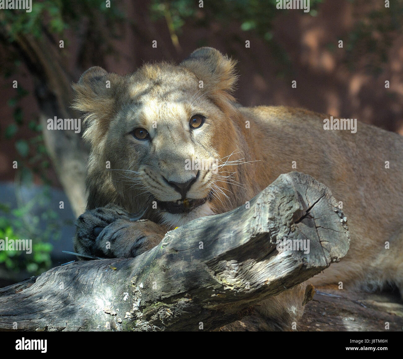 Lioness smiling hi-res stock photography and images - Alamy