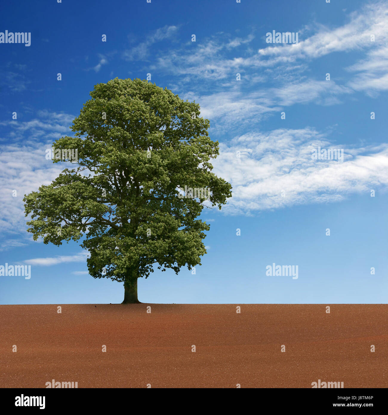 tree, farmland, scenery, countryside, nature, agricultural, single ...