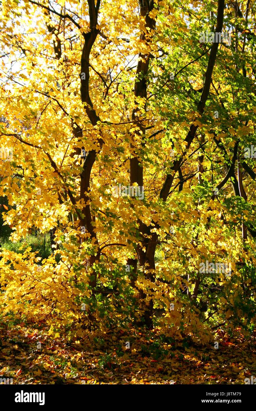 tree, trees, leaves, coloured, colourful, gorgeous, multifarious ...