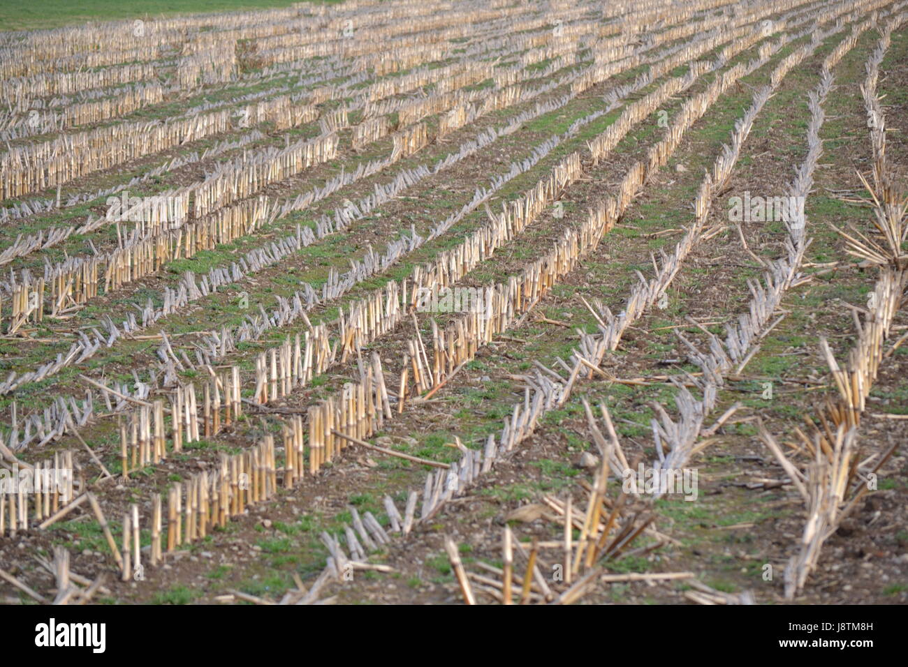 agriculture, farming, field, stubble field, array, stubbles, fall ...