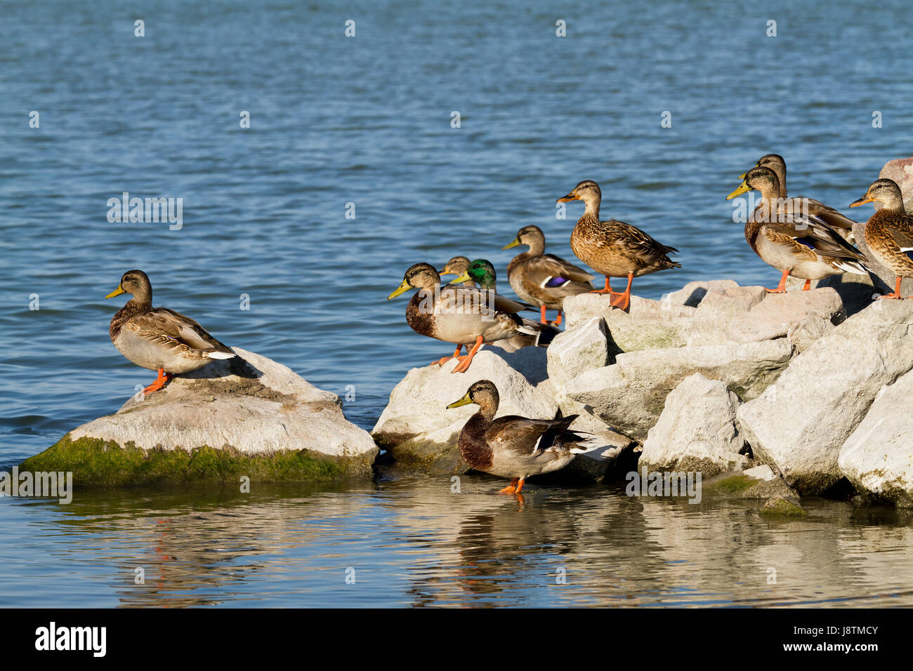 blue, model, design, project, concept, plan, draft, animal, bird, beak ...