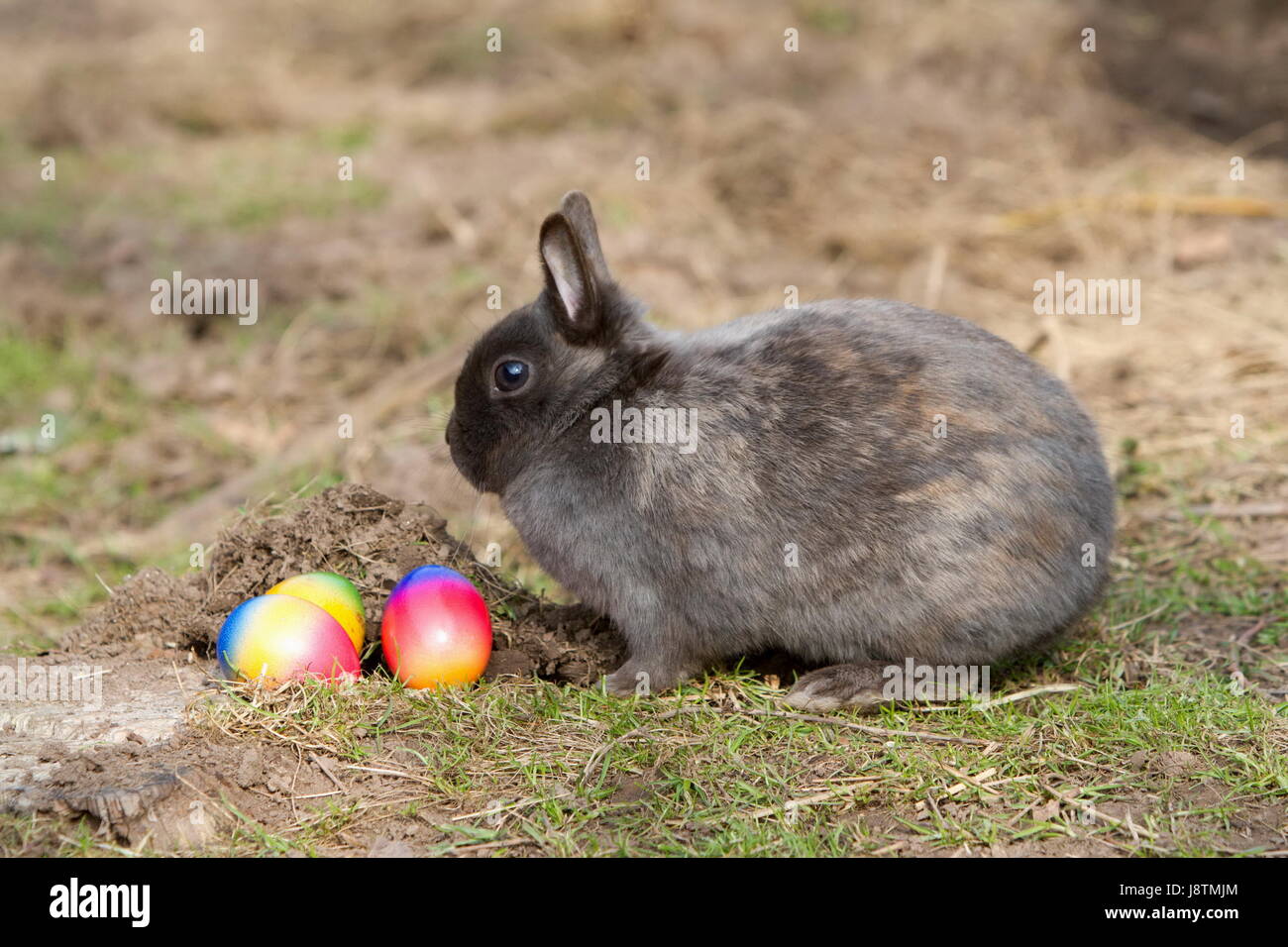 coloured, colourful, gorgeous, multifarious, richly coloured, easter ...