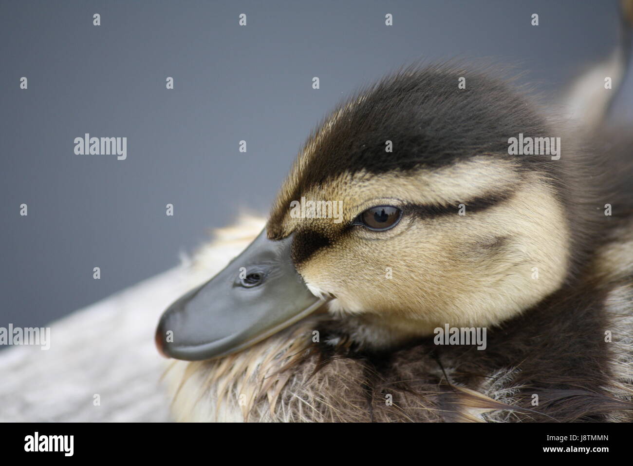 animal, duck, cub, baby, sweet, isolated, animal, pet, bird, brown ...