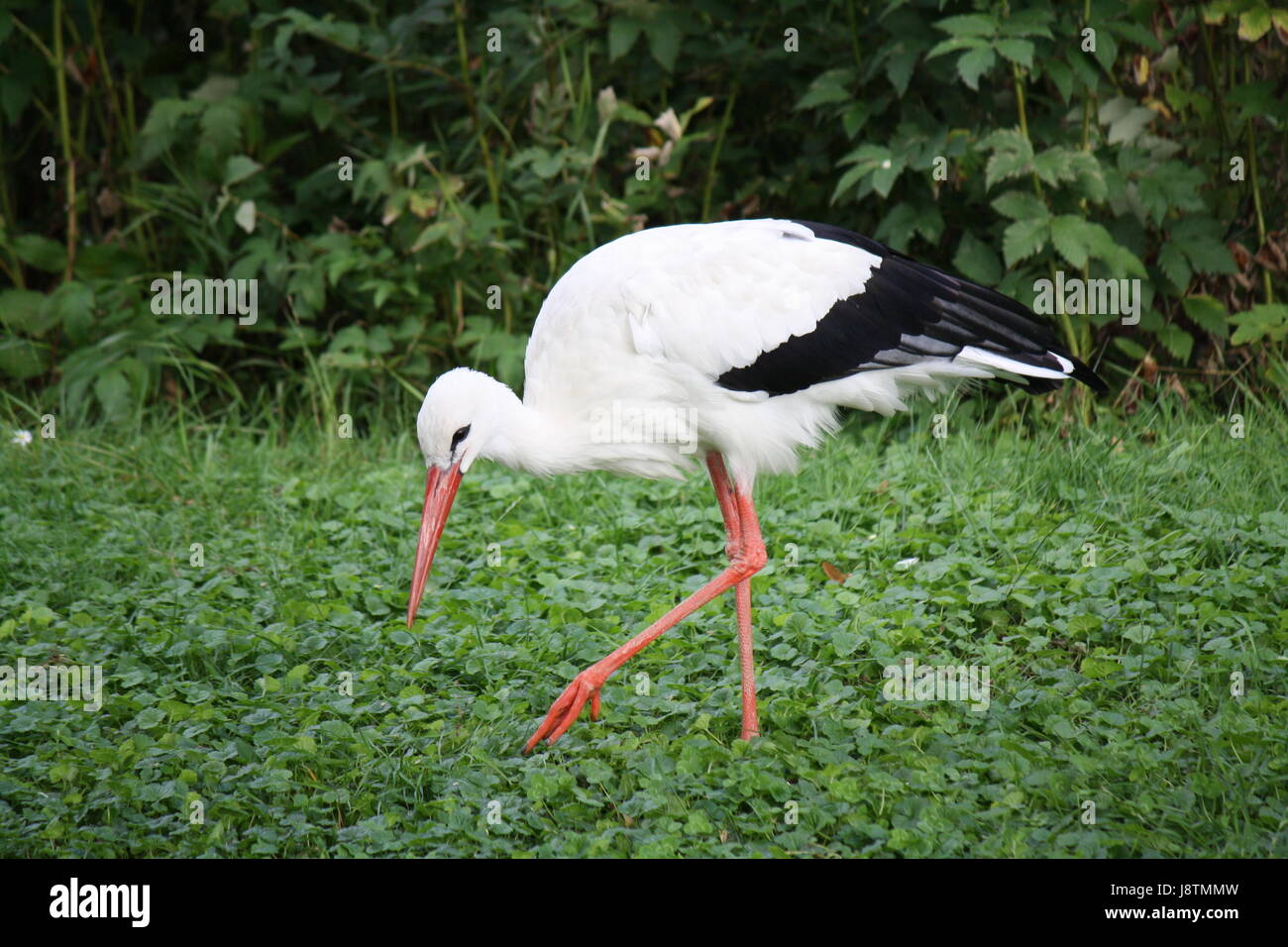 animal, bird, parents, stork, cub, baby, child, animal, bird, wild ...