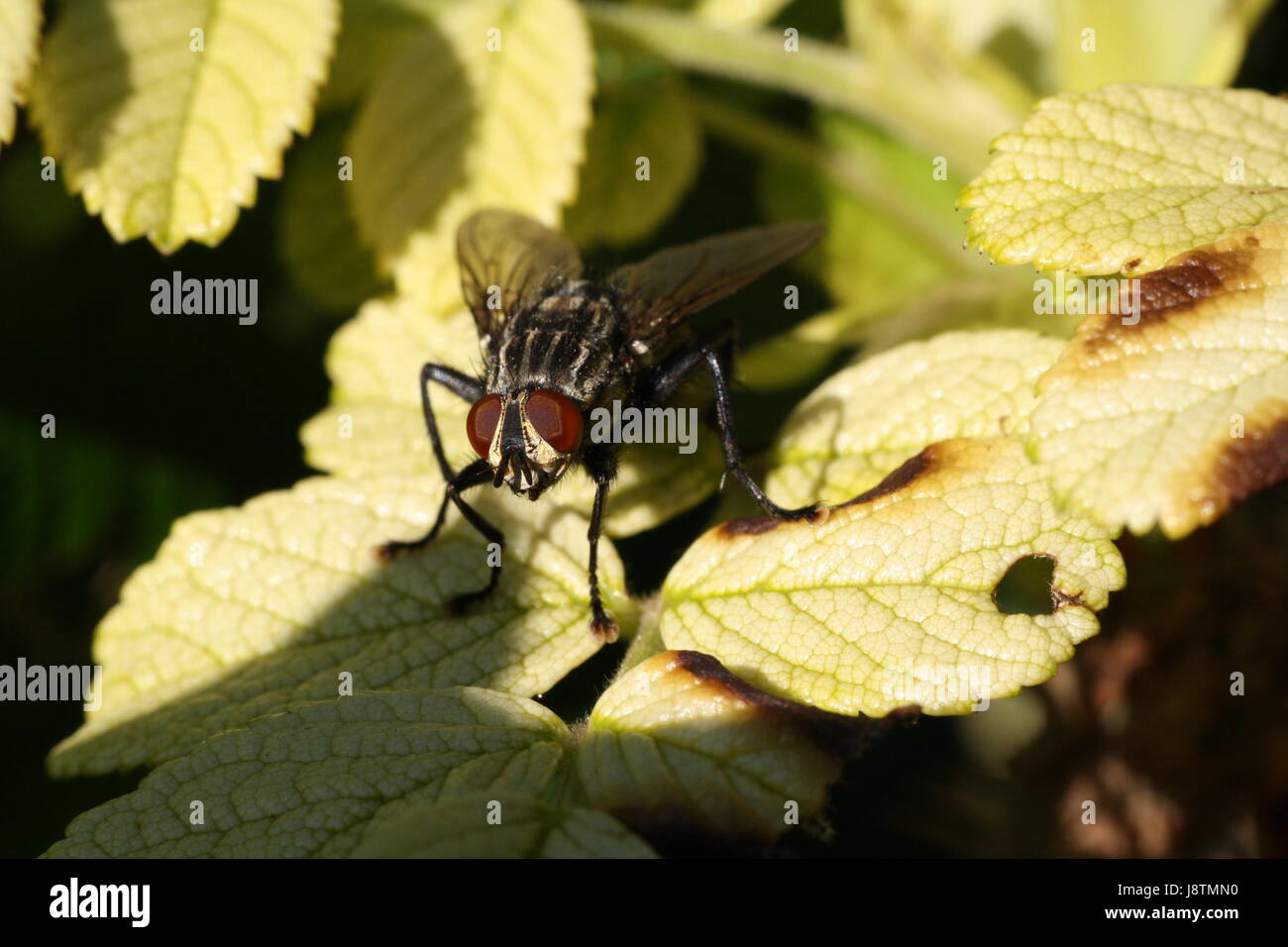 insect, animals, wings, fly, flies, flys, flying, space, animal, insect ...