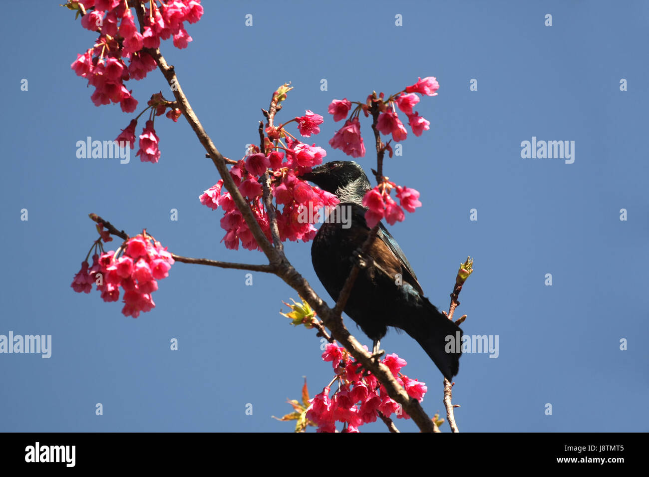 tui (native bird in new zealand) in cherrywood Stock Photo - Alamy