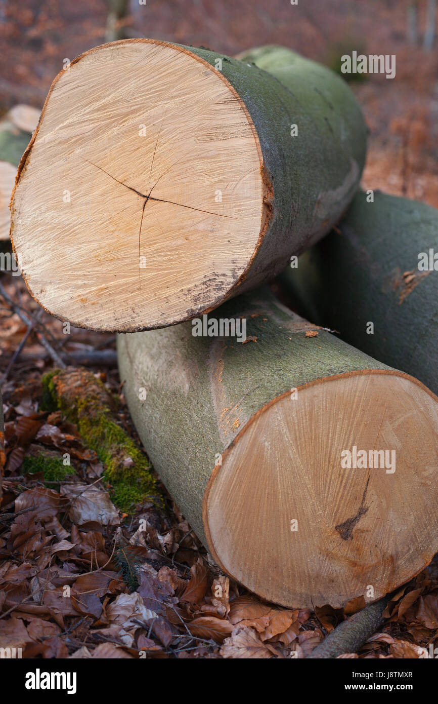 Stocked timber hi-res stock photography and images - Alamy