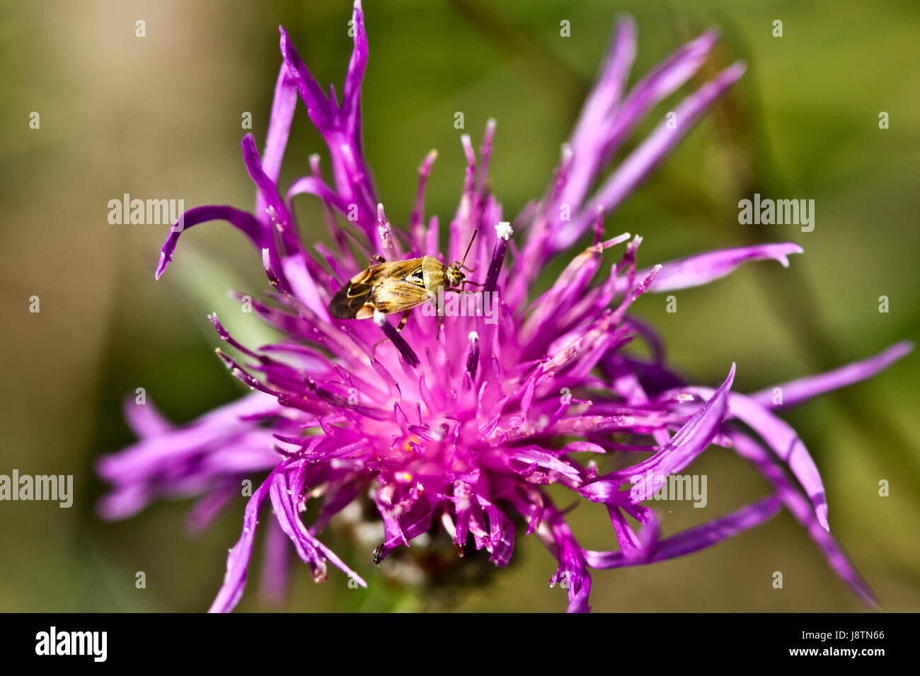 flower with spider Stock Photo - Alamy