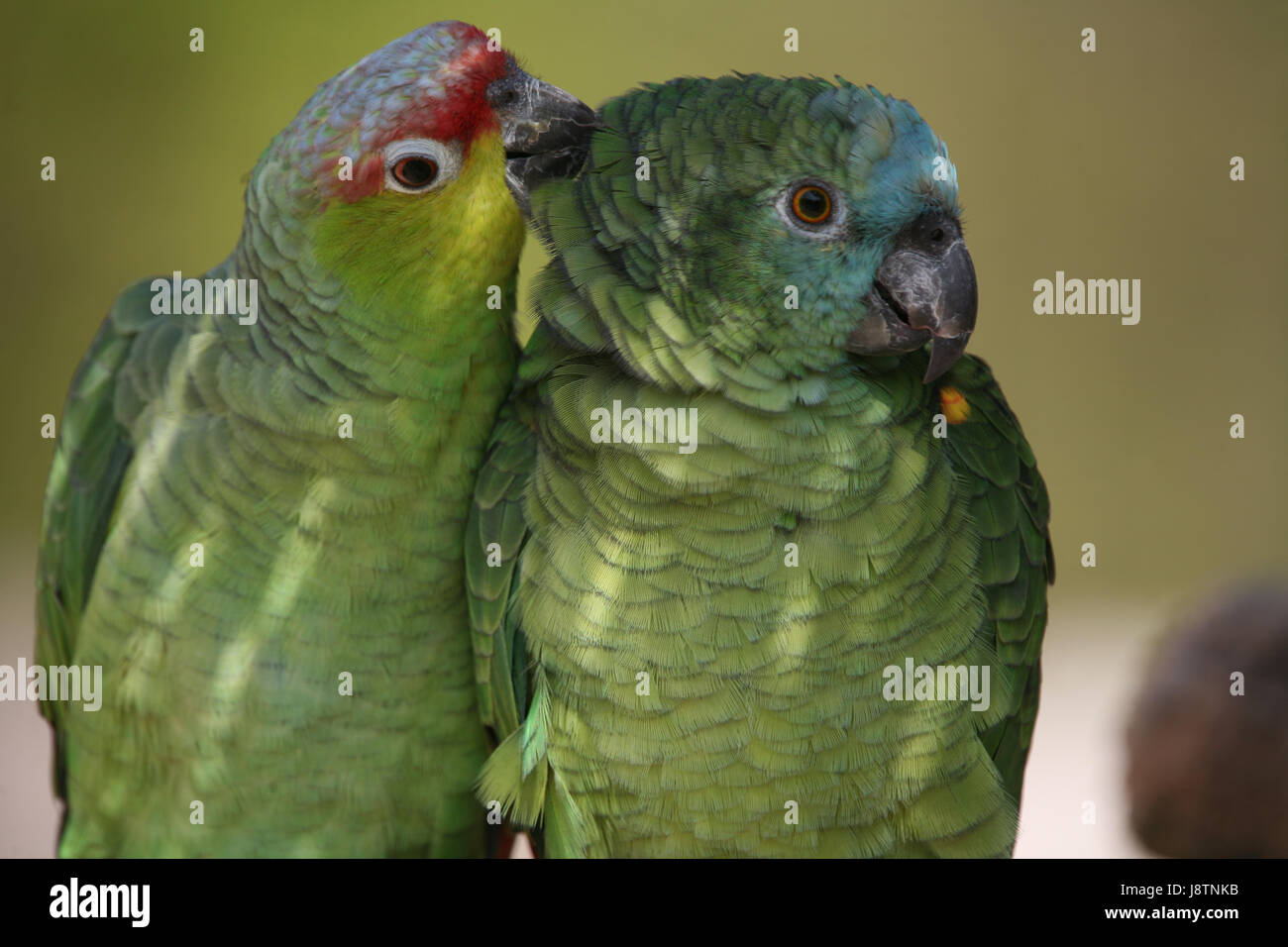 bird, birds, amazon, parrot, bird, green, pets, birds, feathering ...