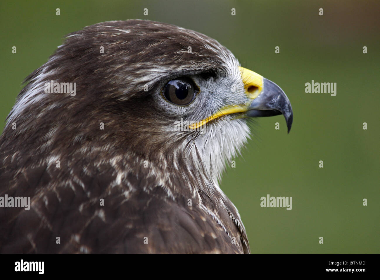 bird, birds, raptor, birds of prey, falconer, falconry, buzzard, animal ...
