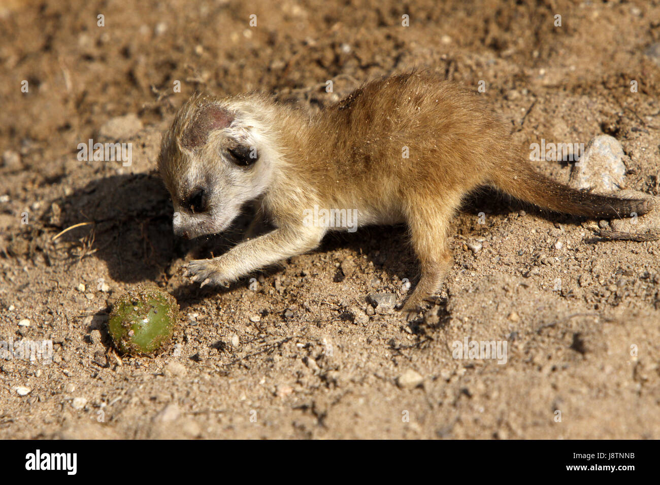 mammal, offspring, cub, baby, young animal, young, younger, meerkat ...