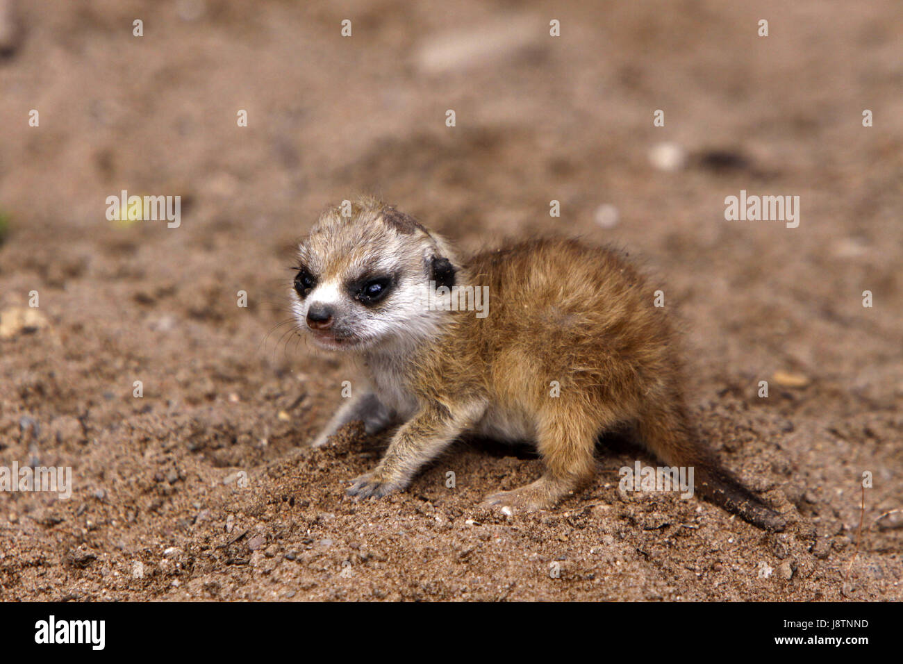 mammal, offspring, cub, baby, young animal, young, younger, meerkat ...