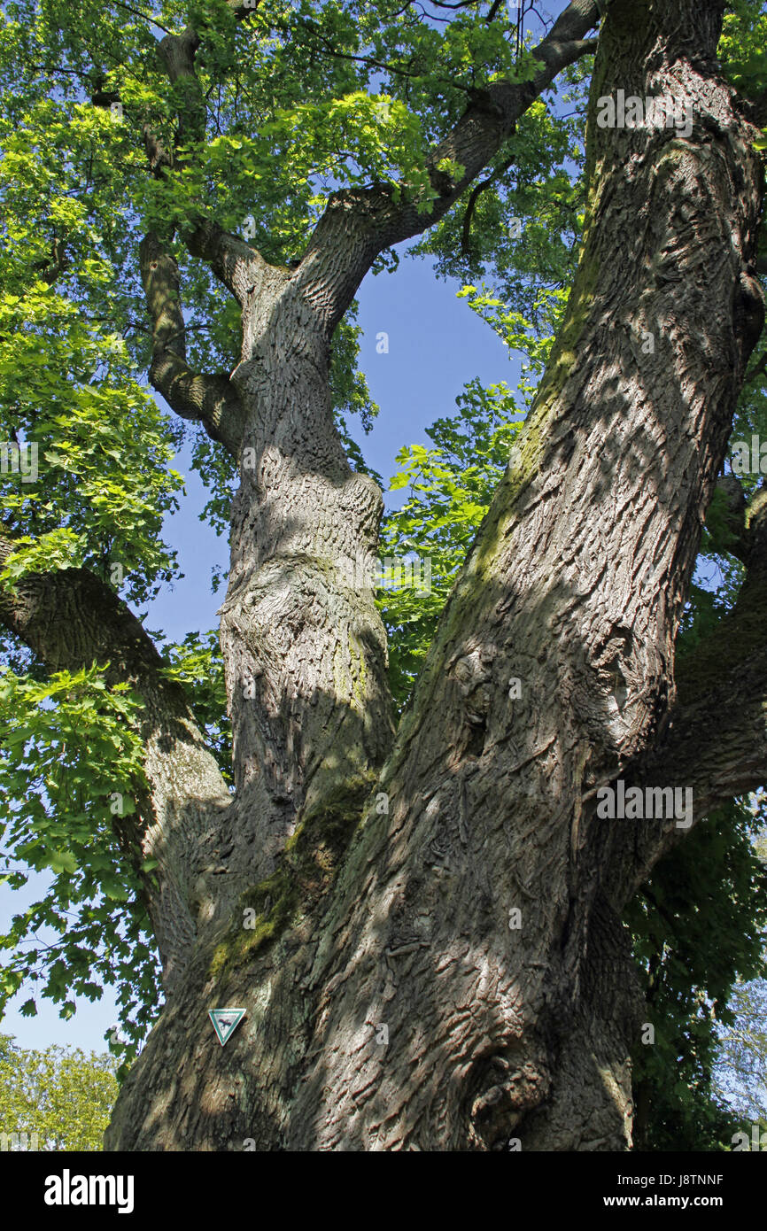 monument, tree, trunk, bark, natural monument, shield, monument, tree ...