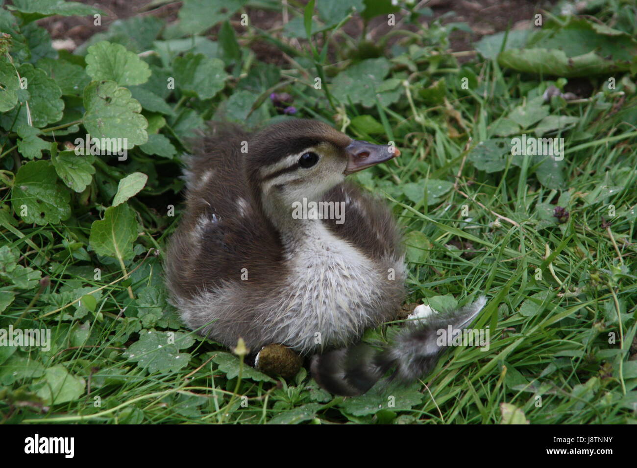 small, tiny, little, short, chick, mallard, cute, waters, animal, bird ...