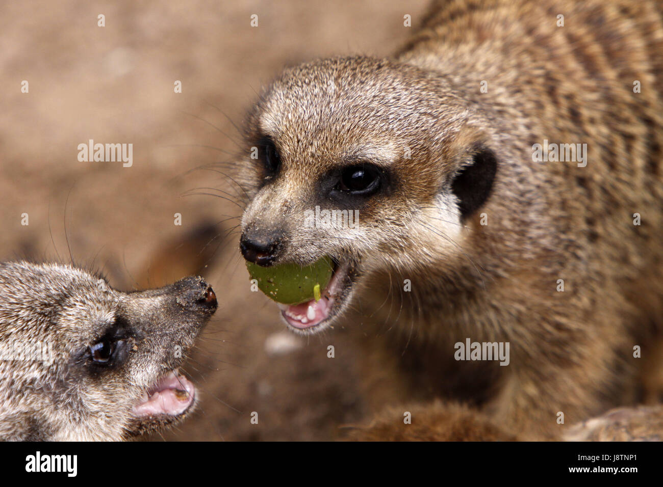 mammal, mammals, predator, meerkat, meerkats, animal, mammal, africa ...