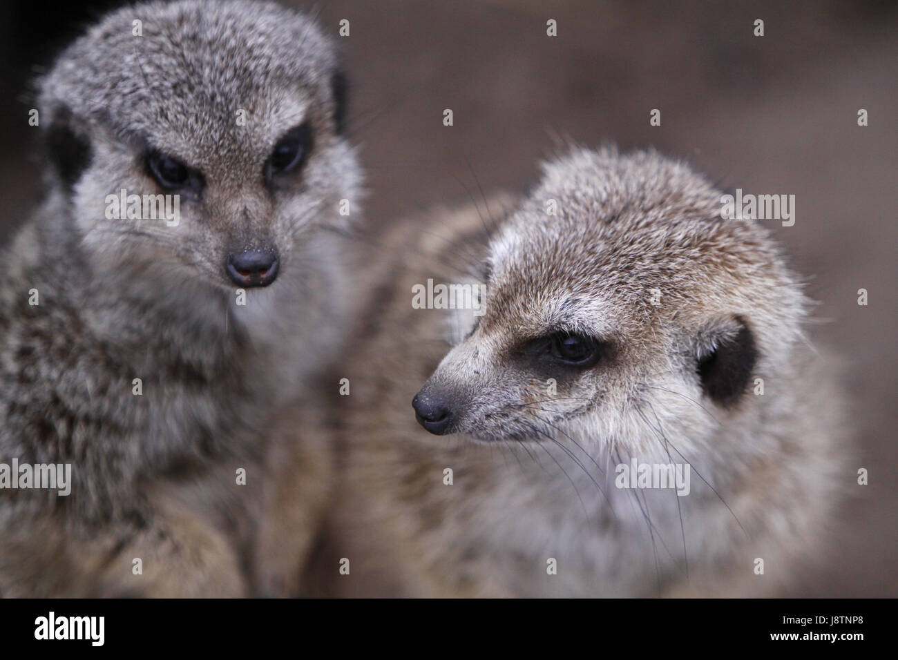 mammal, mammals, predator, couple, pair, meerkat, meerkats, two, animal ...