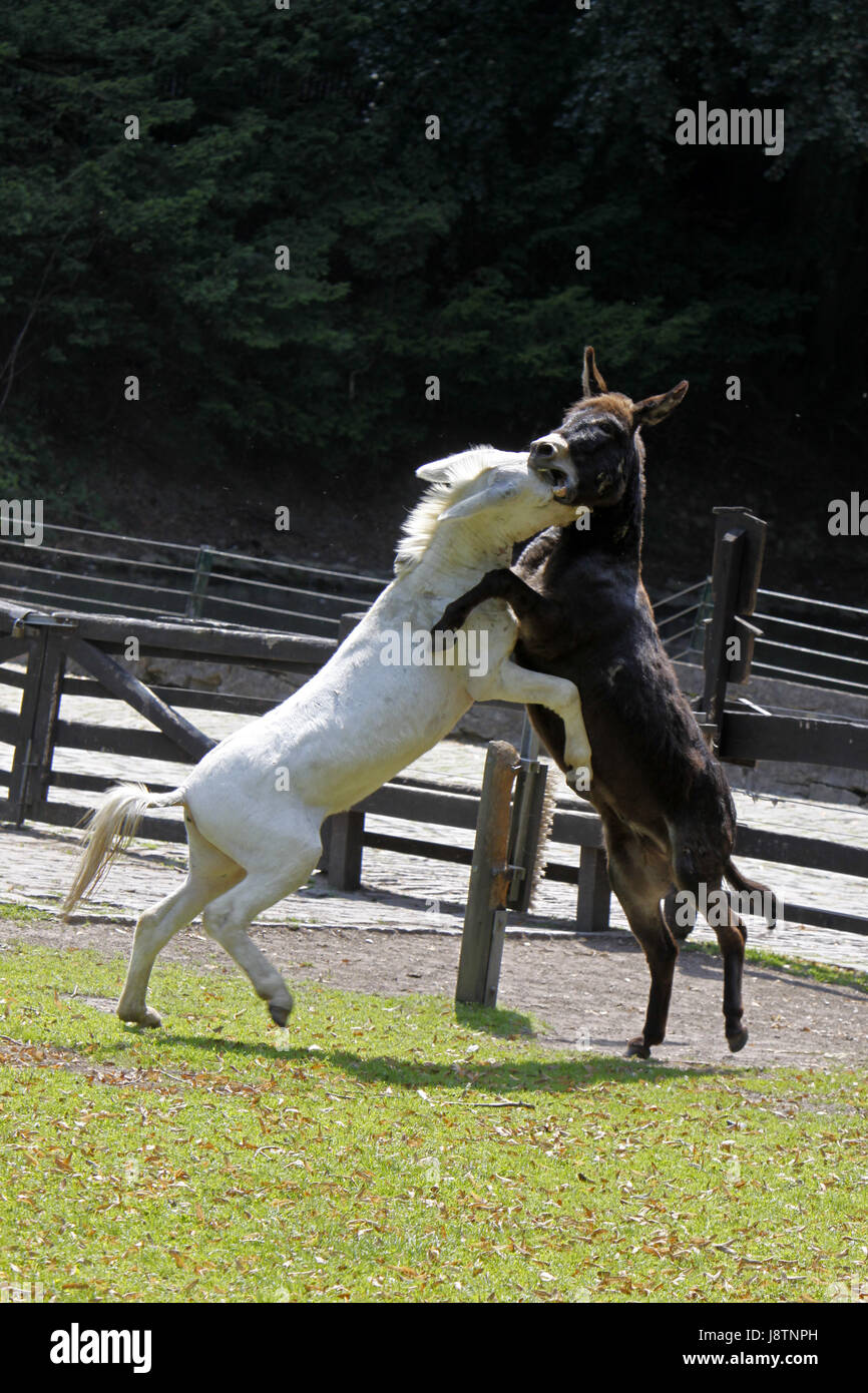 fight, fighting, donkey, farm animal, fight, fighting, animal, mammal ...