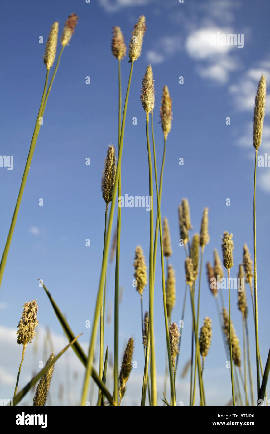pollen, ear, green, grasses, pollen, ear, hayfever, anther, allergy ...