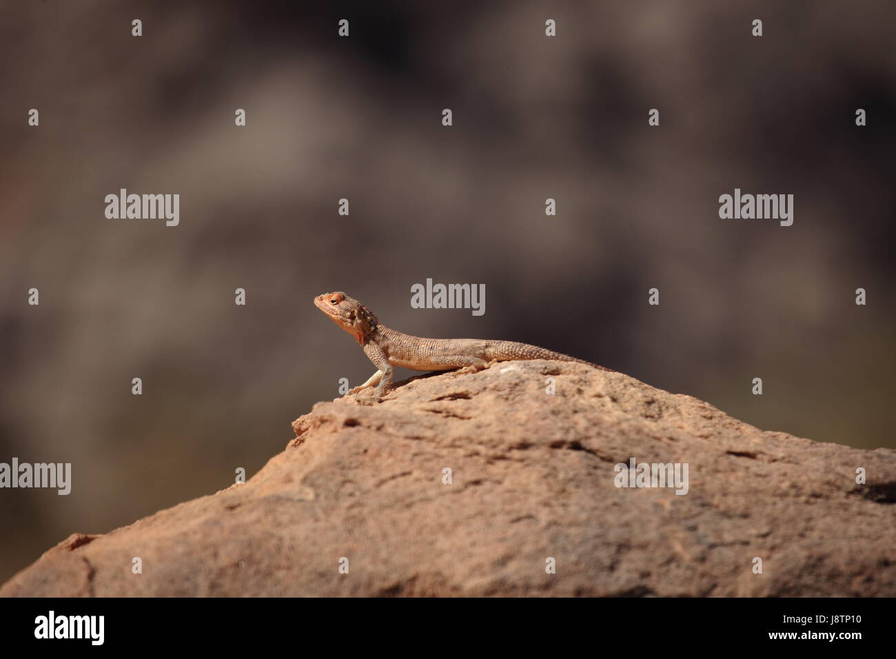reptile, africa, lizard, saurian, reptiles, macro, close-up, macro ...