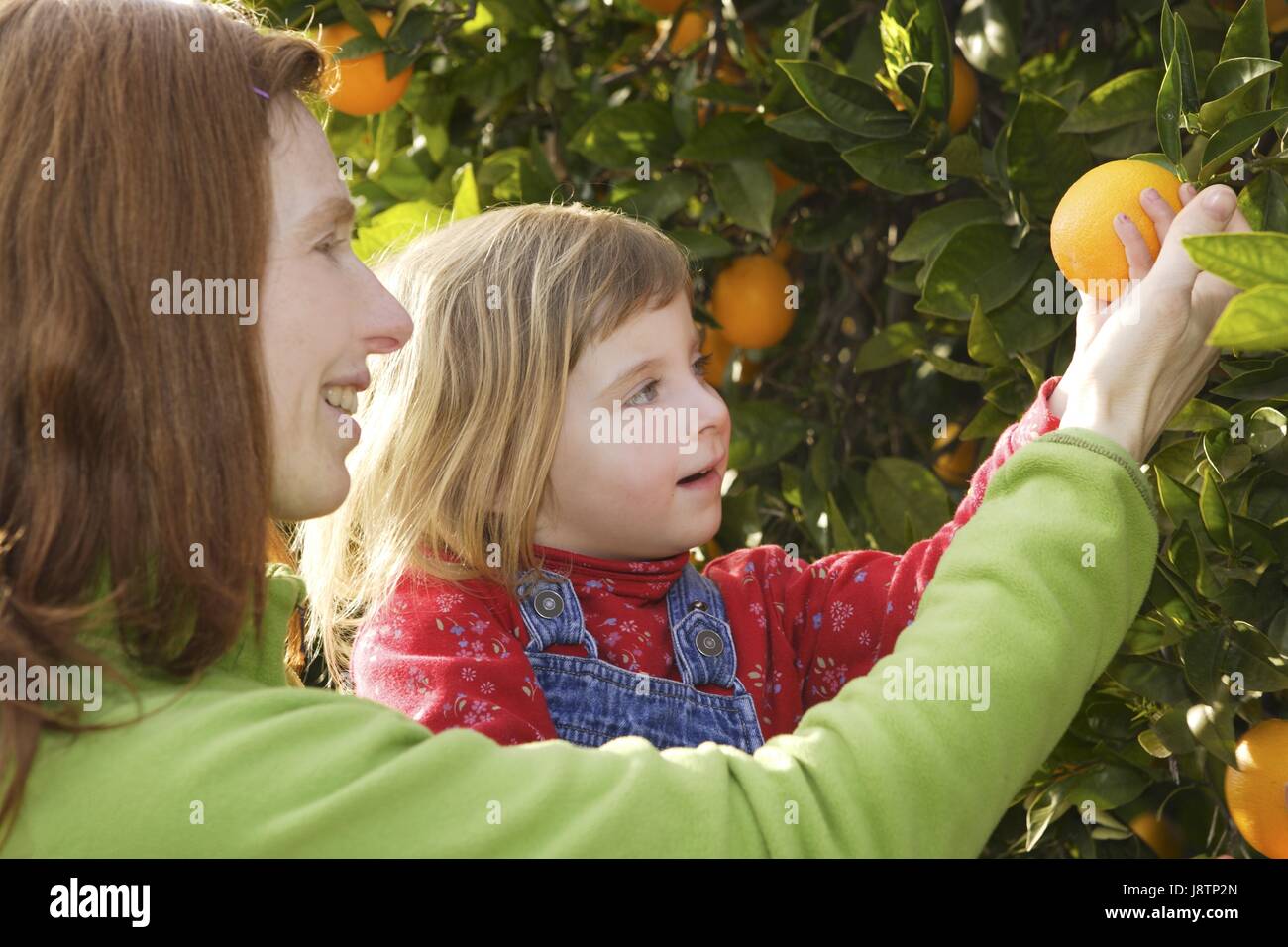 woman, pick, humans, human beings, people, folk, persons, human, human ...