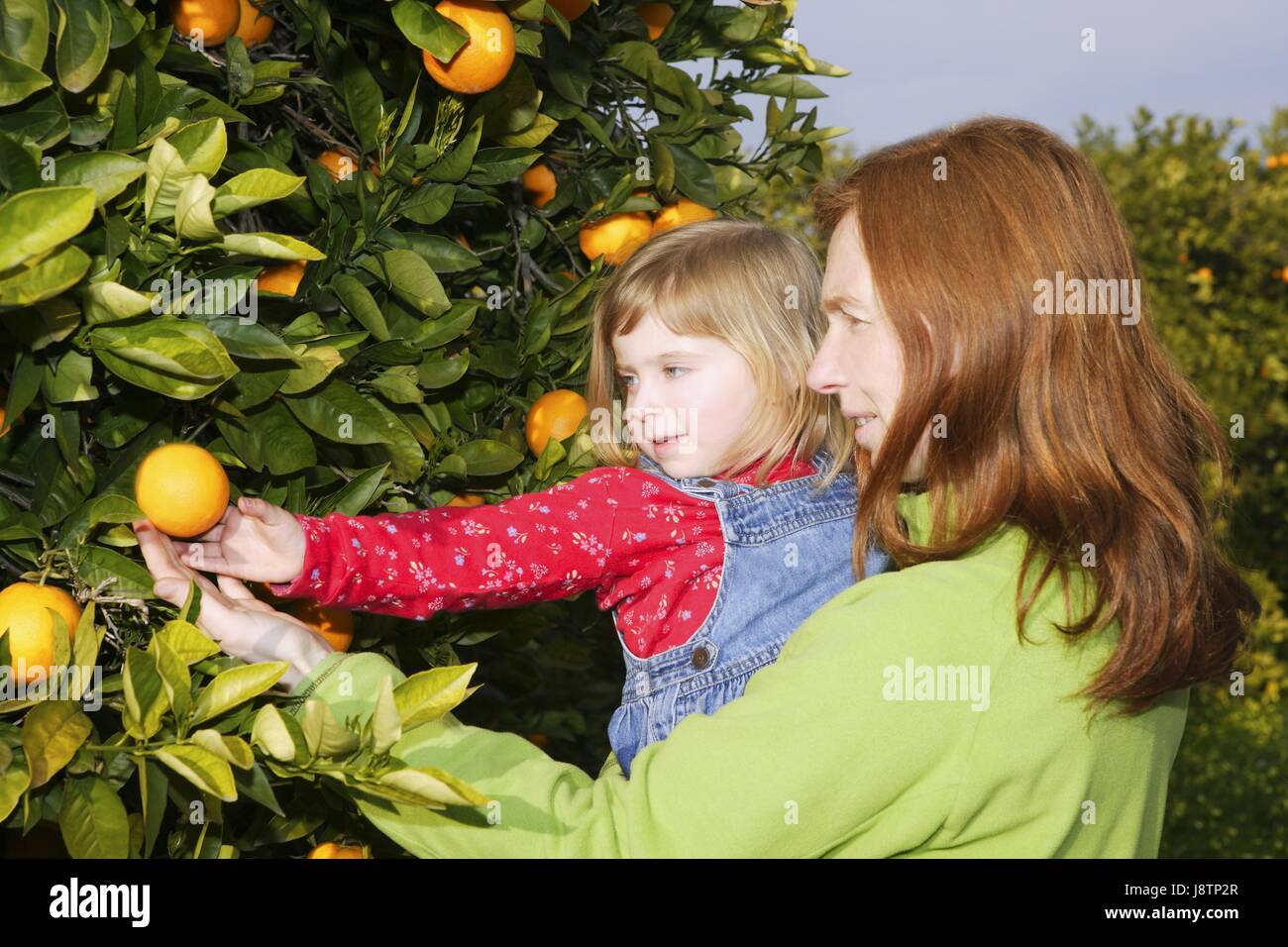 woman, pick, humans, human beings, people, folk, persons, human, human ...