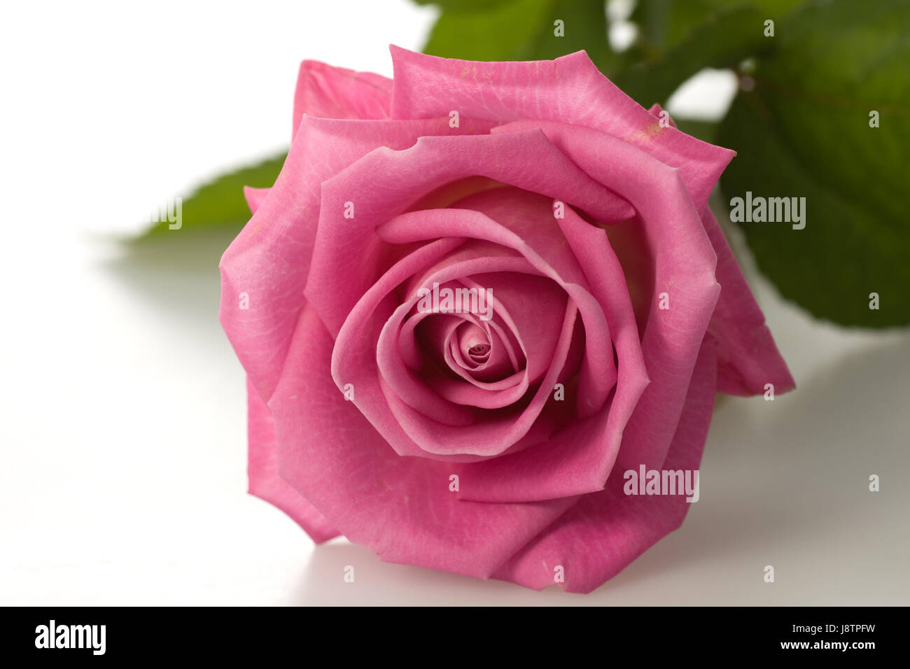 beautiful pink roses Stock Photo - Alamy