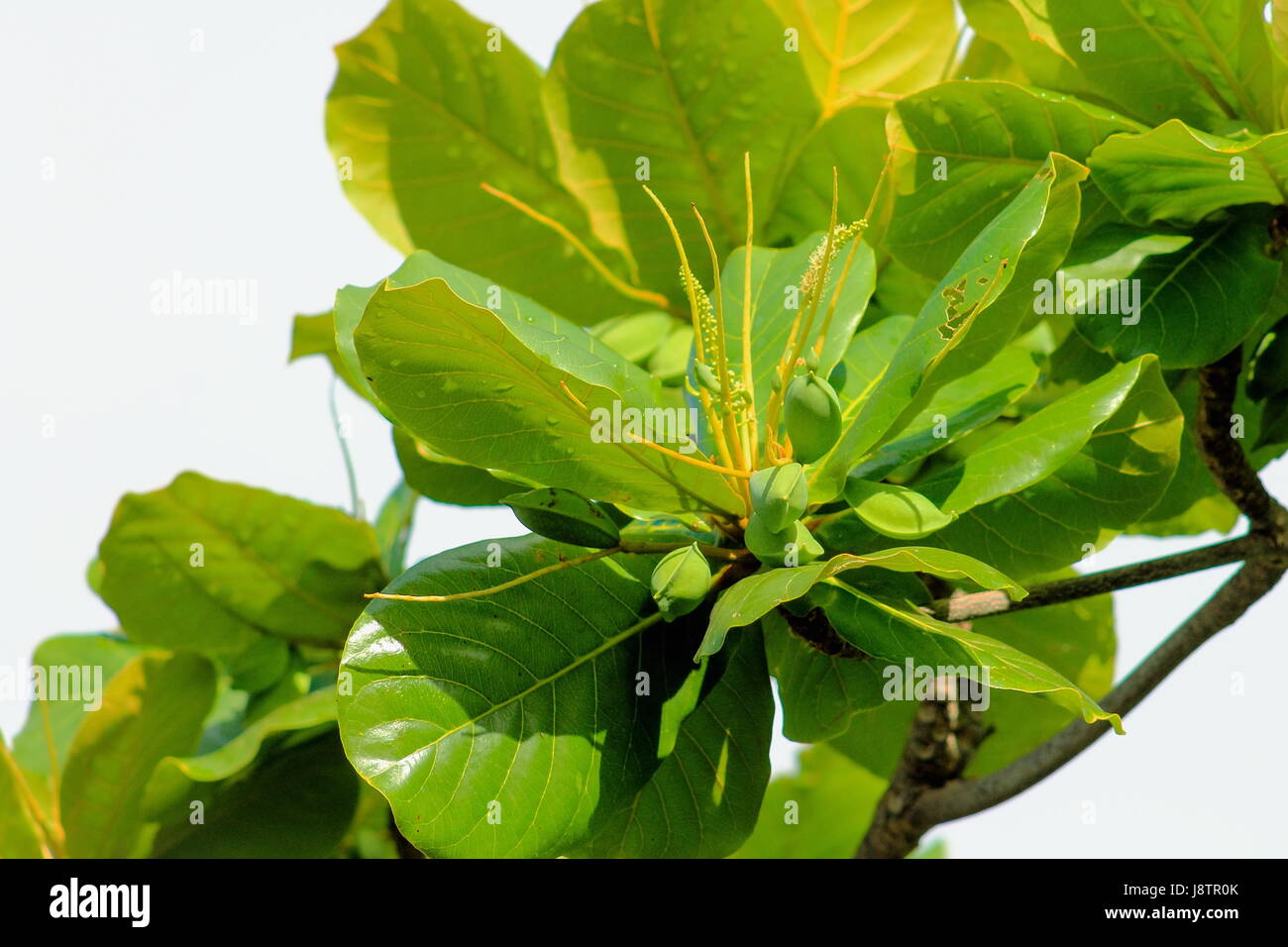 Tropical almond tree hi-res stock photography and images - Alamy