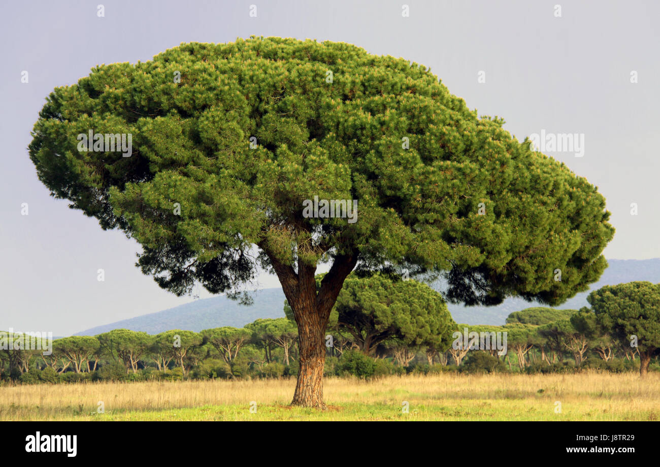 pine, tuscany, natural preserve, tree, trees, pine, conservation of ...