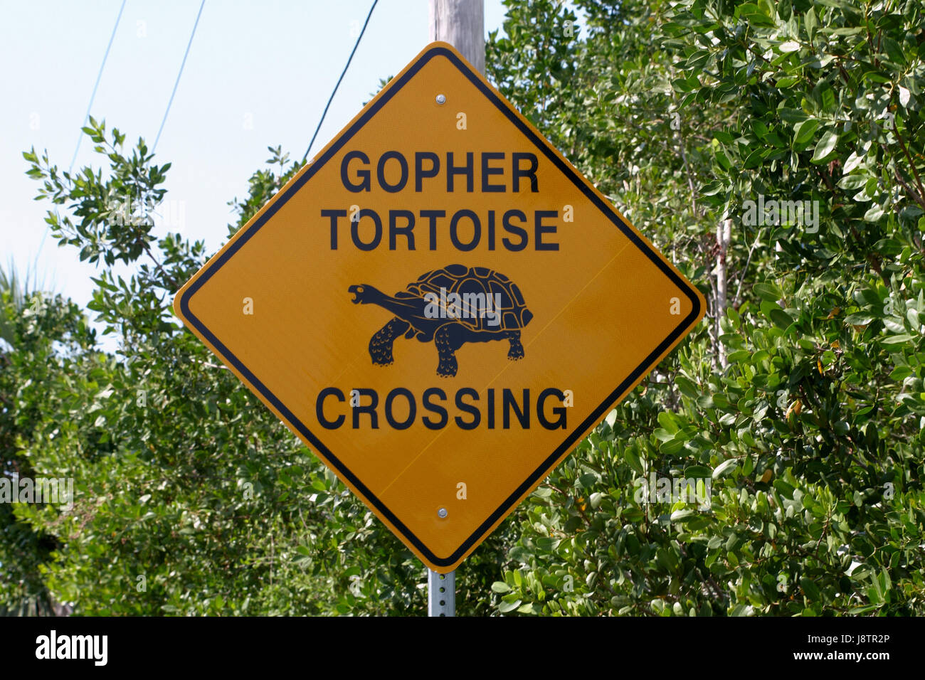 horizontal, letters, word, daytime, tortoise, turtle, write, wrote ...