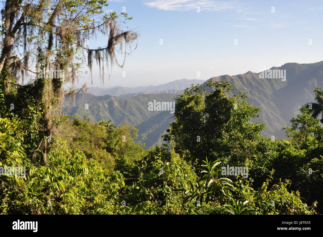 virgin forest, jungle, cuba, rainforest, rain forest, fight, fighting ...