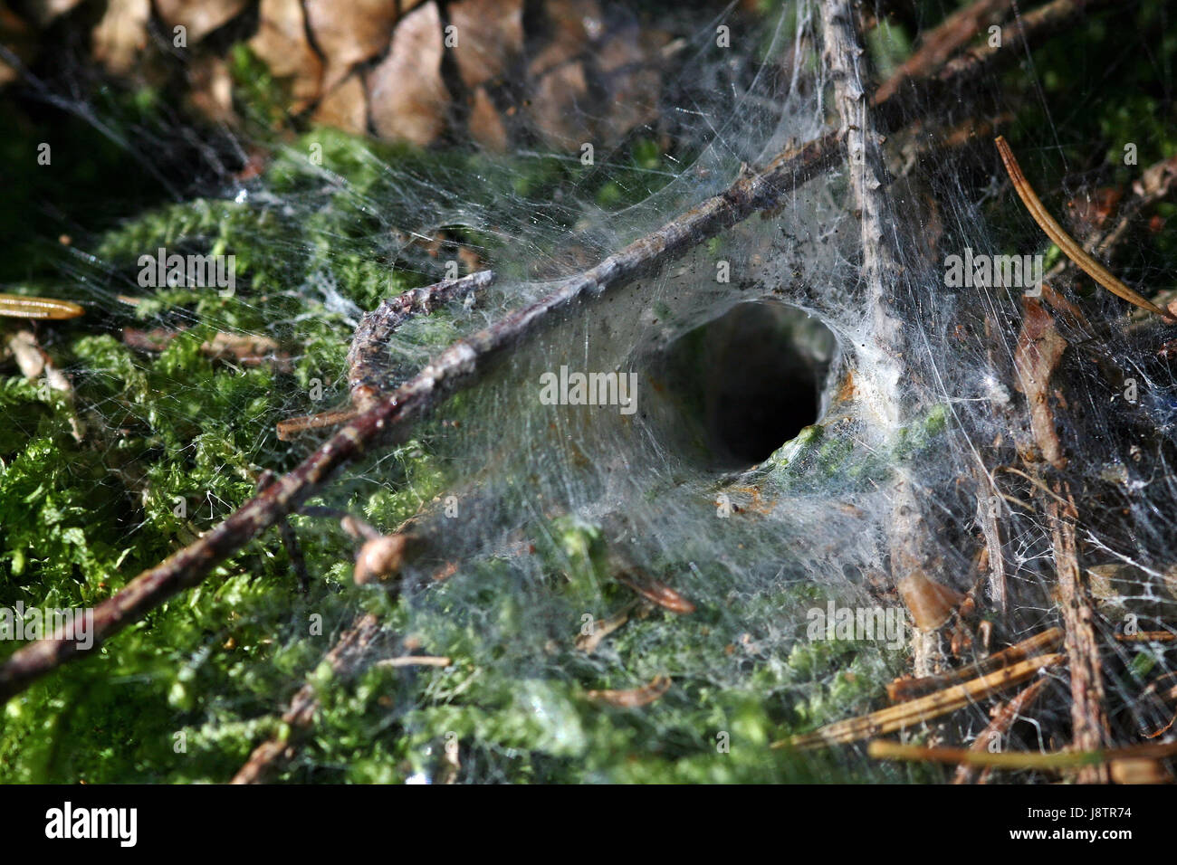 cave, spider, hole, net, cobweb, spiders web, wait, waiting, build ...