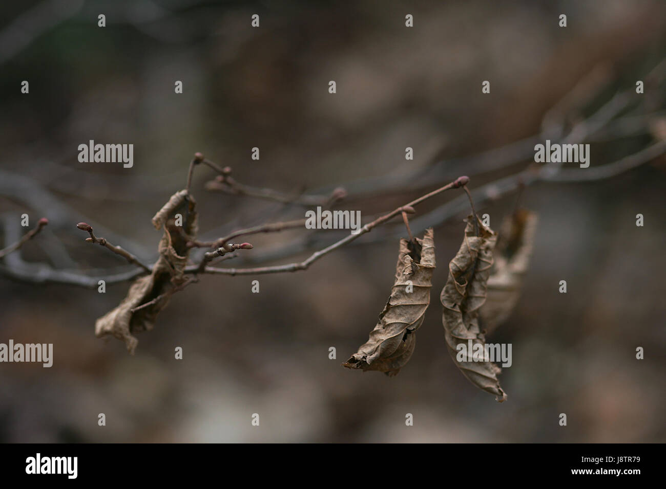 die, leaves, sad, dismal, foliage, fall, autumn, wait, waiting, leaf ...