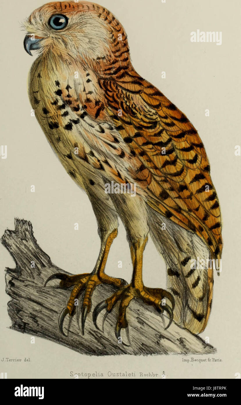 Historical animals hi-res stock photography and images - Alamy