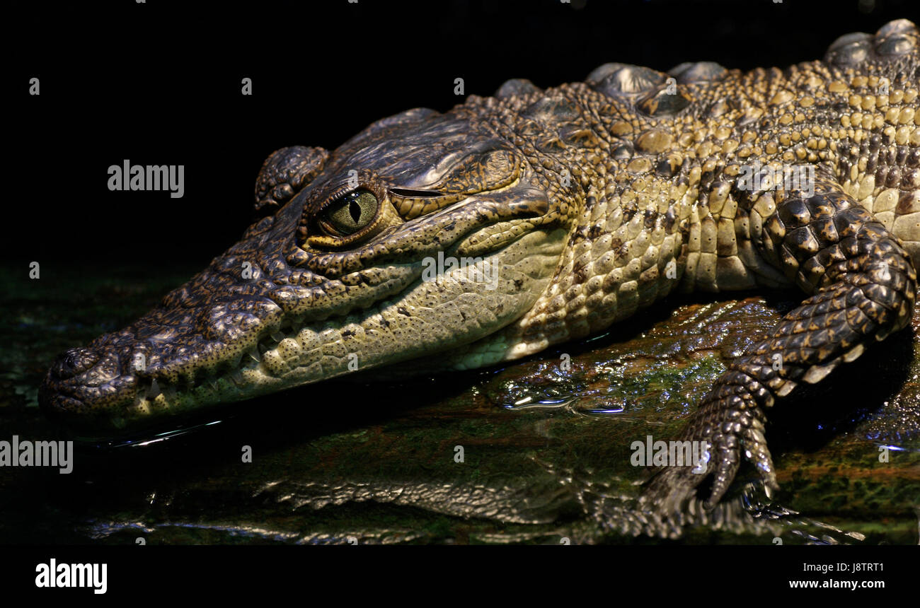 morelet's crocodile - [crocodylus moreletii] Stock Photo - Alamy
