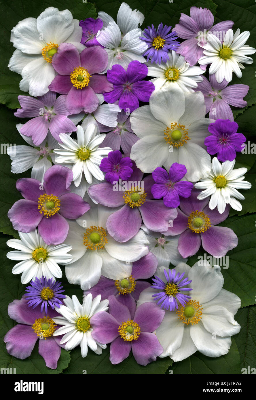 background with flowers in a colorful diversity Stock Photo - Alamy