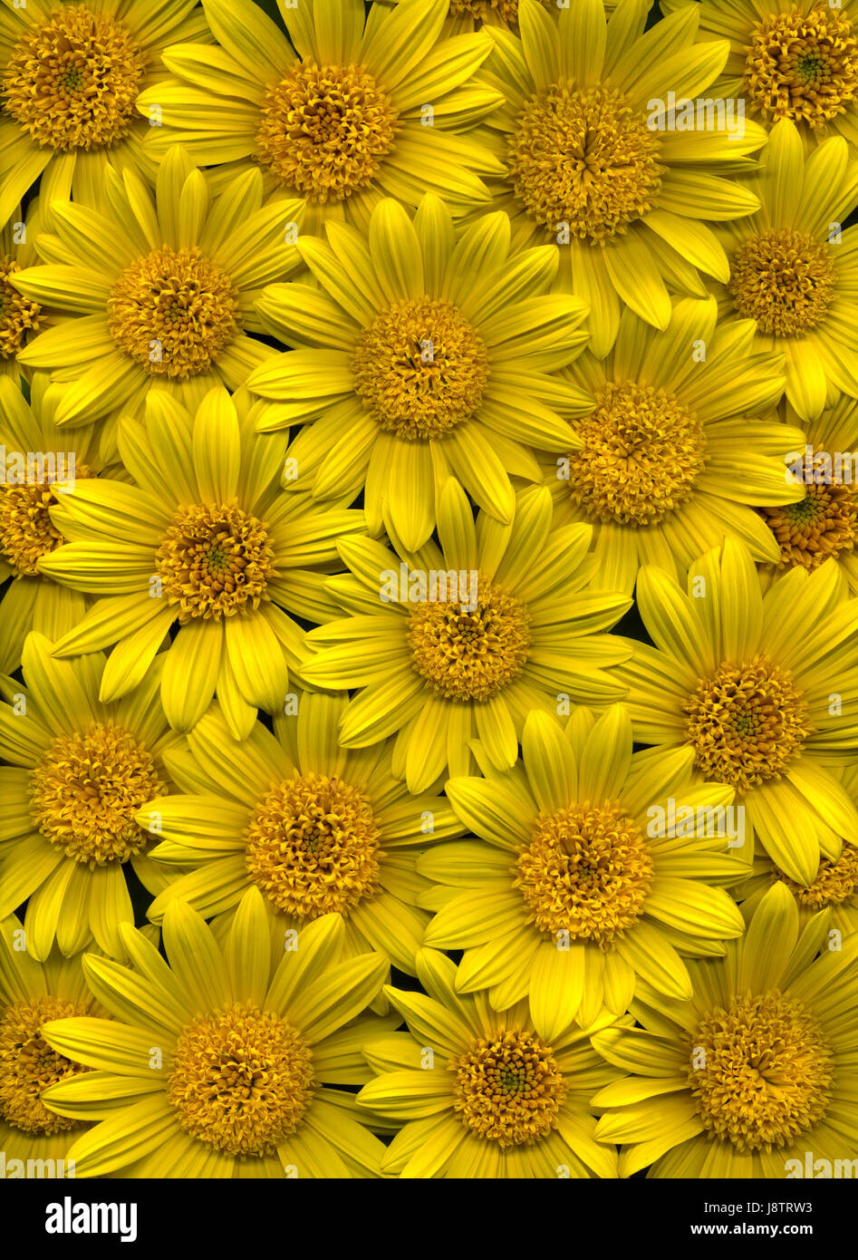 background with flowers in a colorful diversity Stock Photo - Alamy