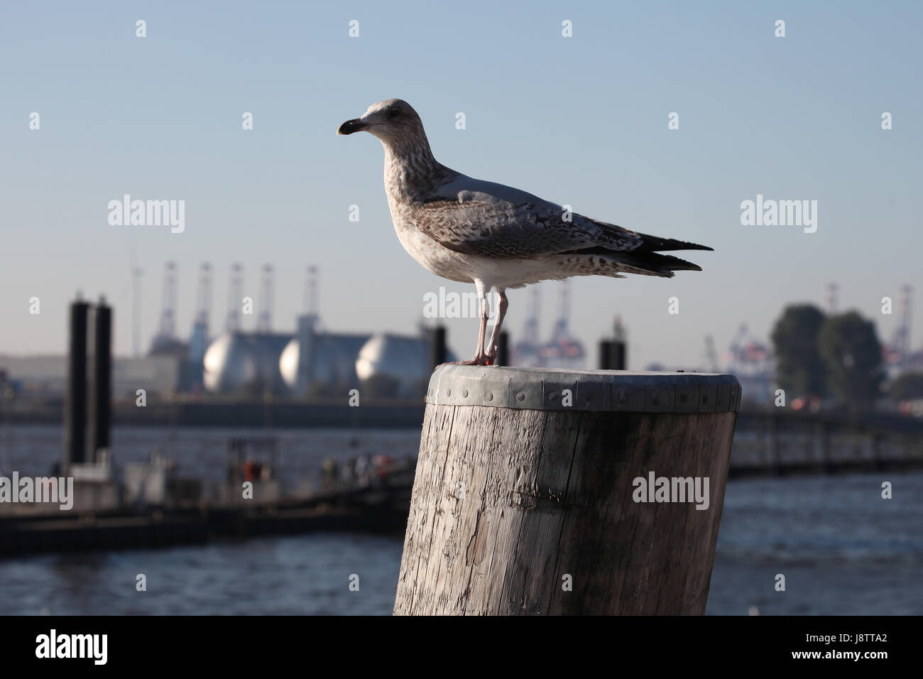 seagull with vision Stock Photo - Alamy
