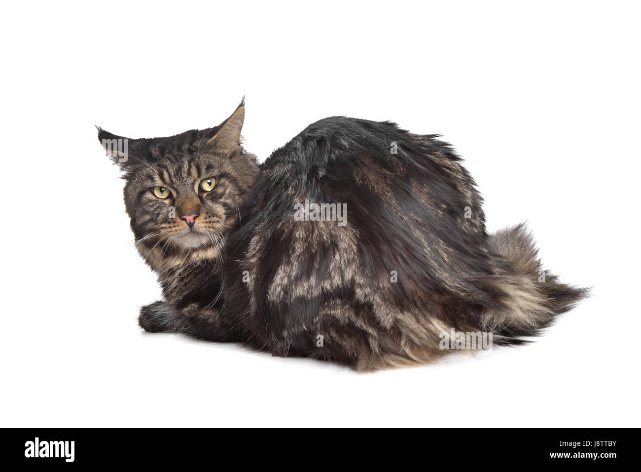 pet, isolated, animal, pet, mammal, studio, vertebrate, homey, domestic ...