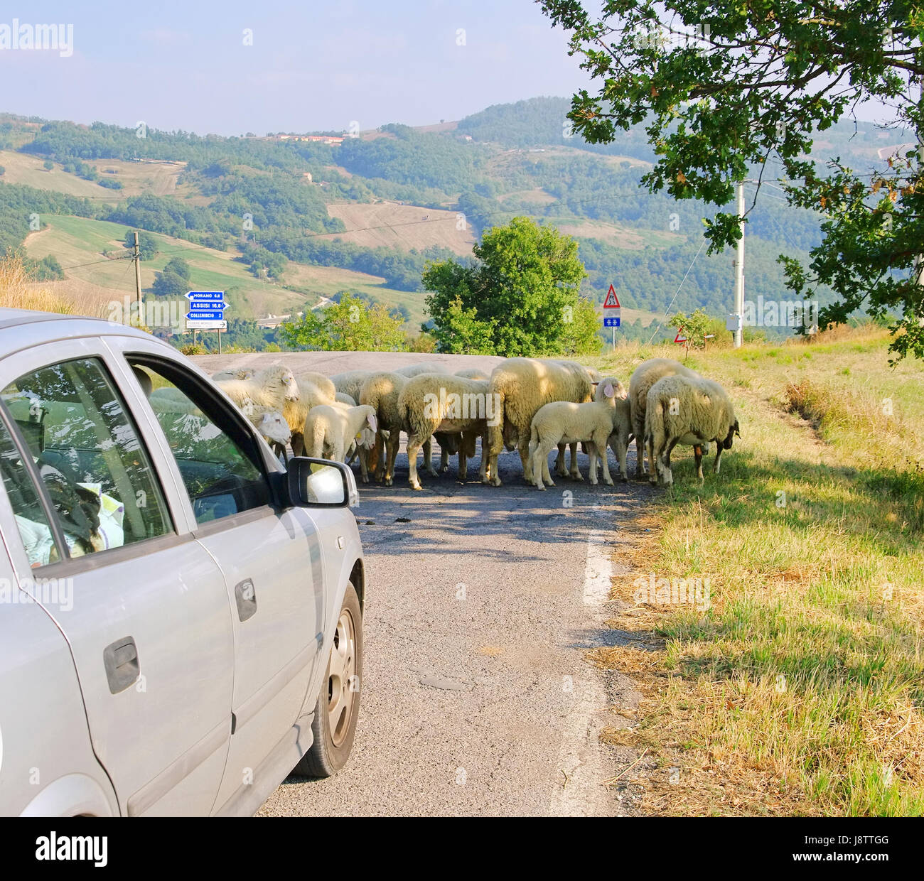 flock of sheep on road - sheeps on the road 01 Stock Photo - Alamy