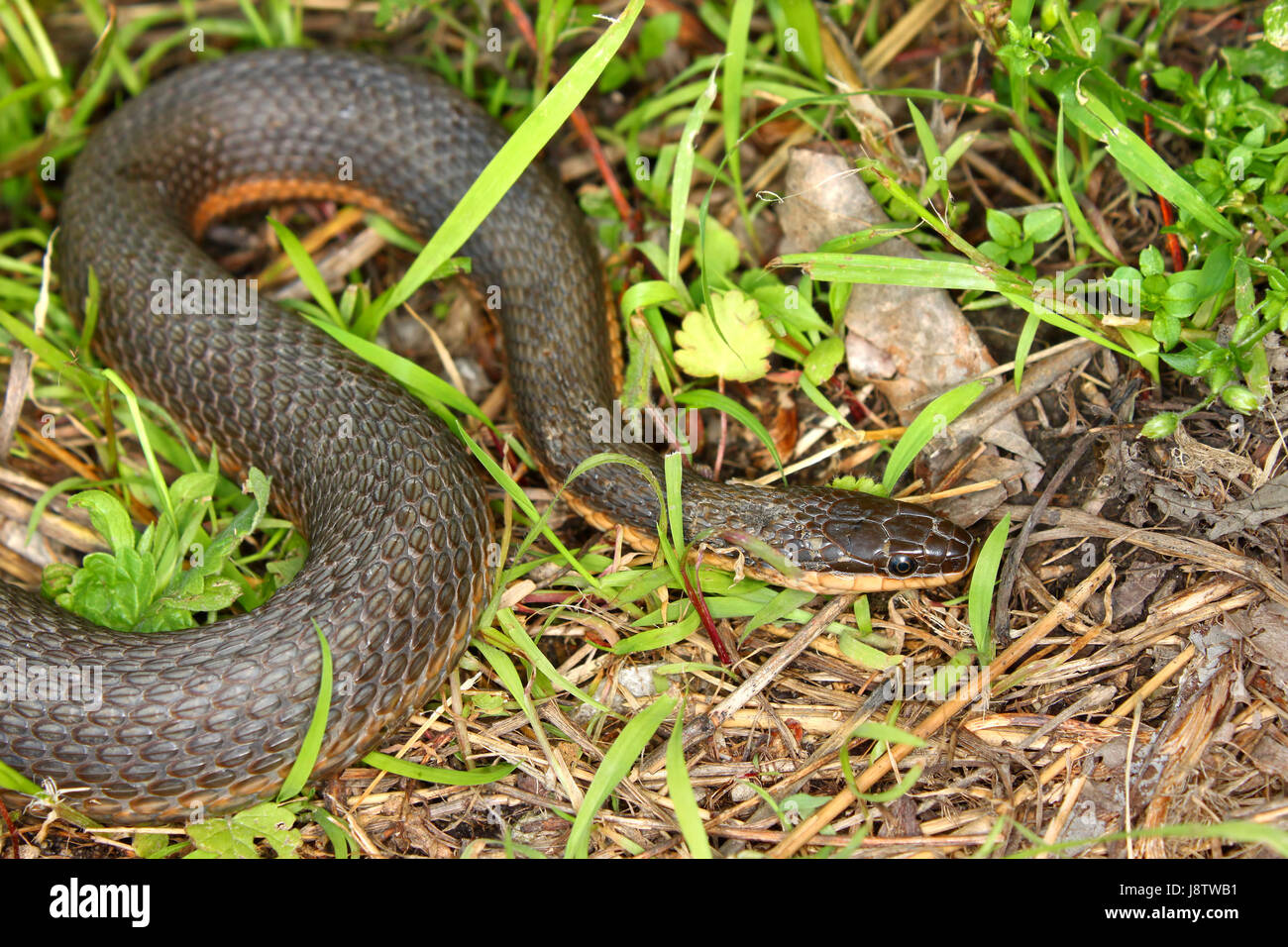 Serpent queen hi-res stock photography and images - Alamy