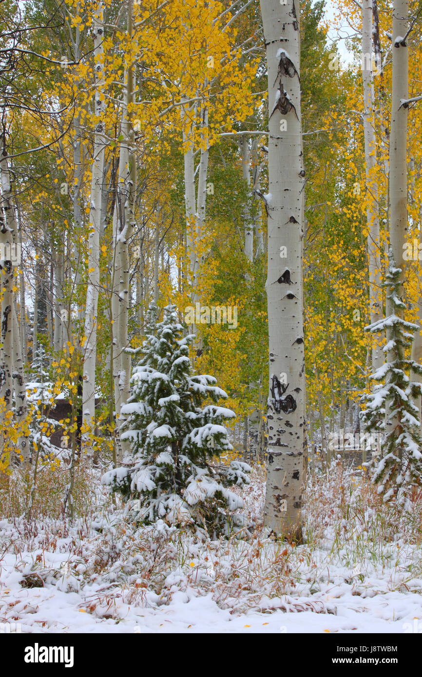 winter, snow, coke, cocaine, material, drug, anaesthetic, addictive ...