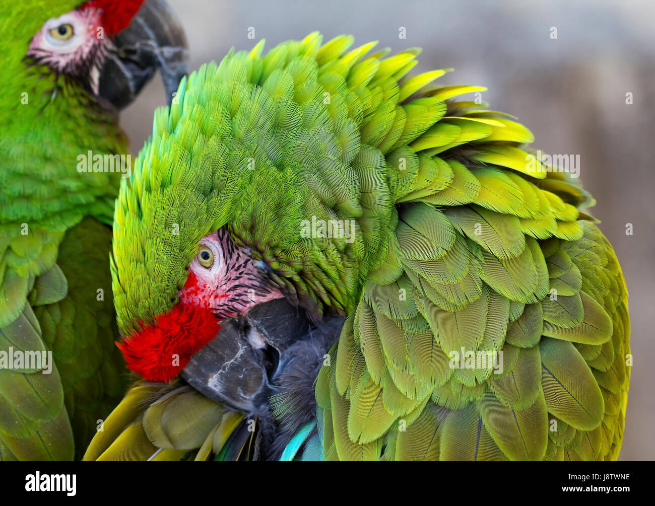 feathers, wildlife, tropical, parrot, talk, speaking, speaks, spoken ...