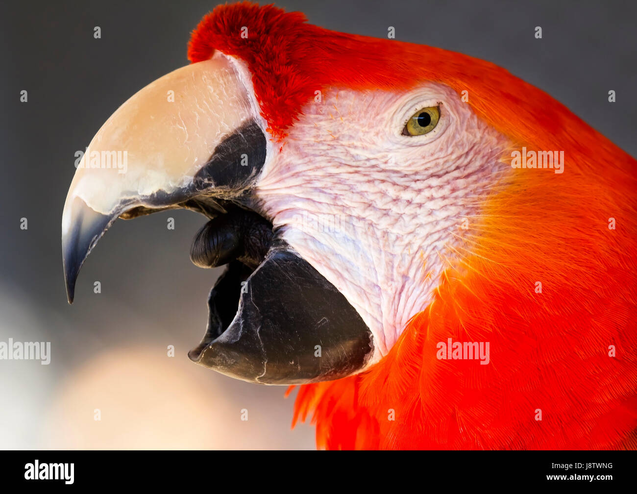 Parrot tongue hi-res stock photography and images - Alamy
