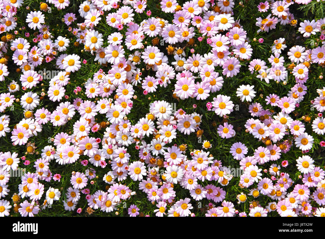 blue, colour, horizon, garden, space, flower, plant, bloom, blossom ...