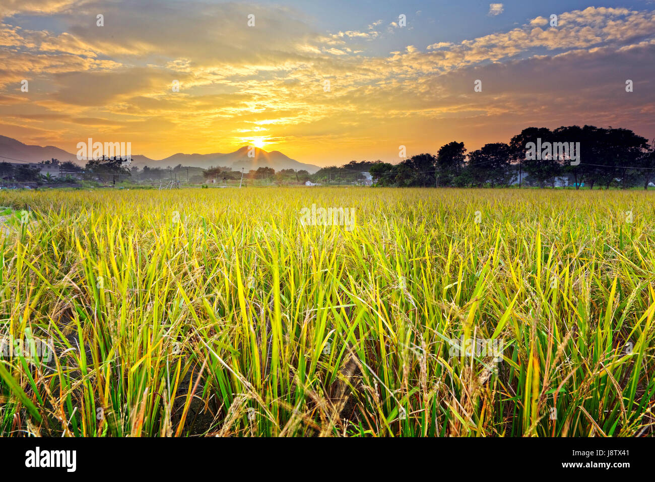 agricultural, sunset, agriculture, farming, shine, shines, bright ...