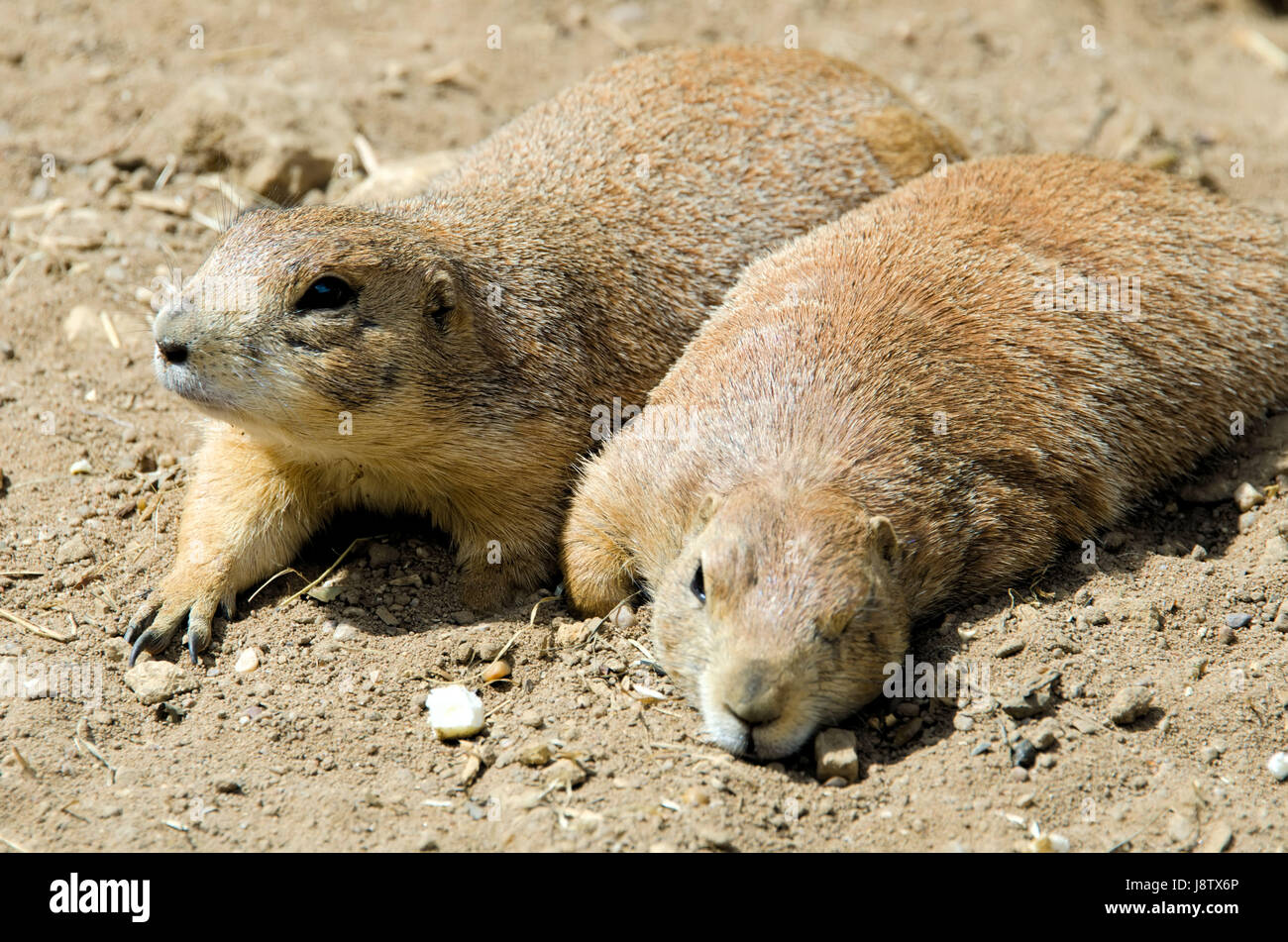 environment, enviroment, animal, fauna, animals, zoo, mammals, breeding ...