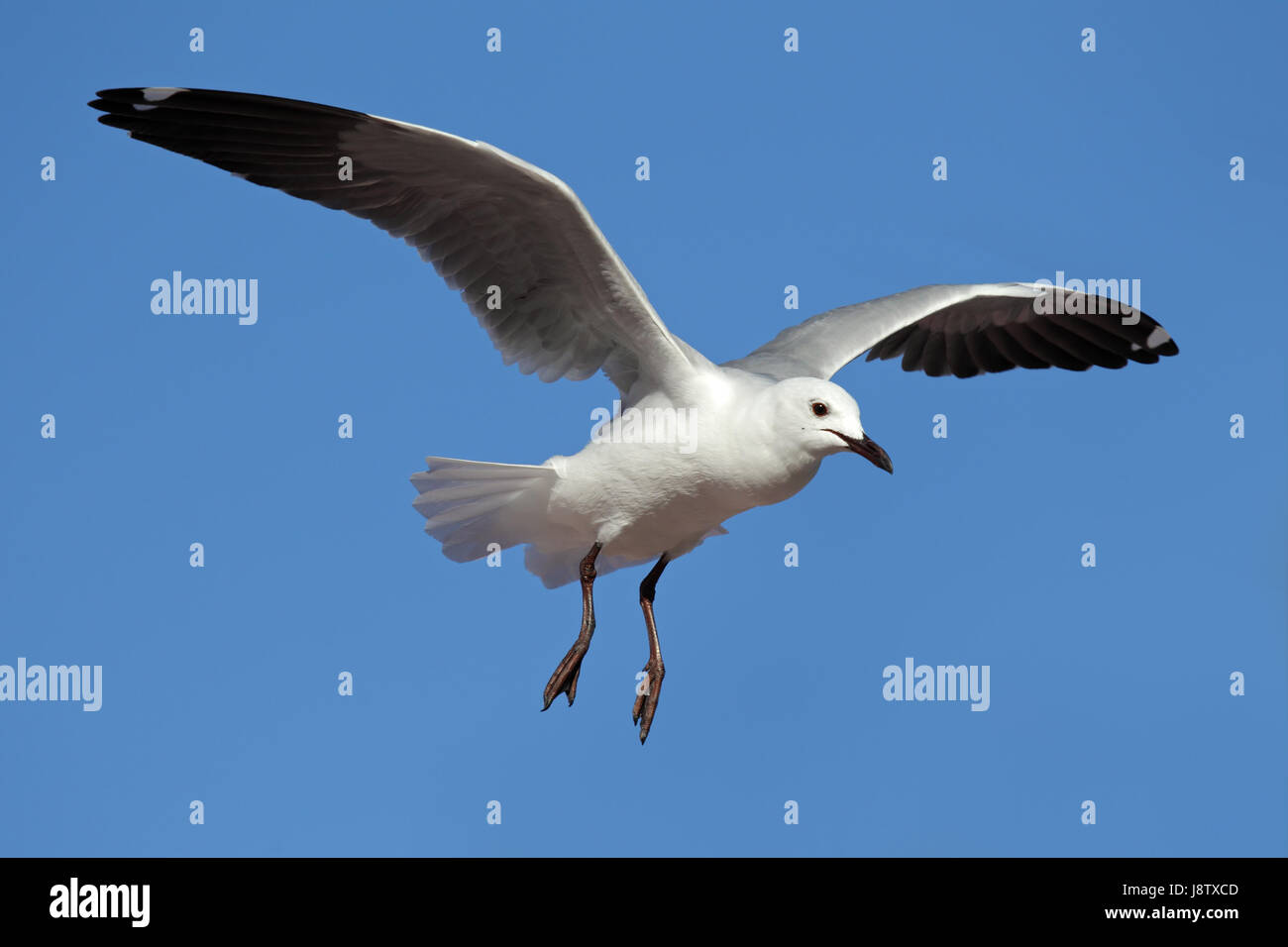 flight, bird, wing, wings, salt water, sea, ocean, water, nature ...